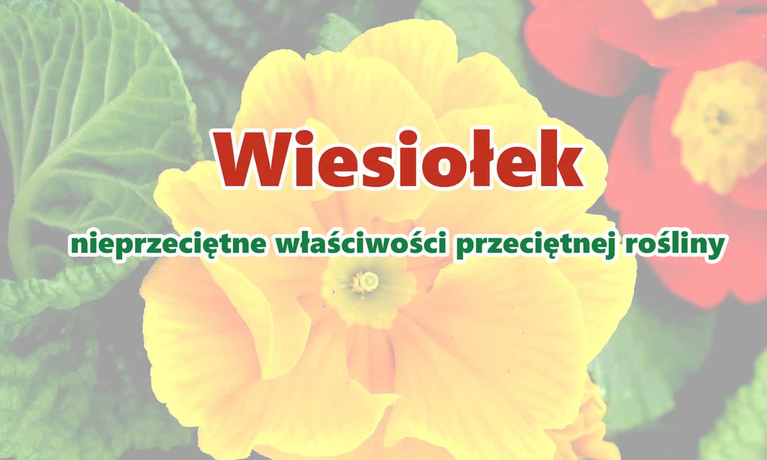 wiesiolek-wlaściwości – DIETETYK